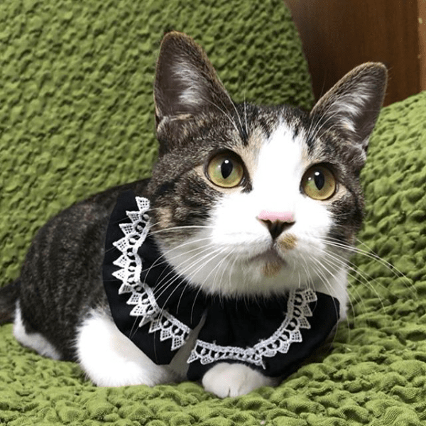 Cat Idols in Japan - Japan Powered